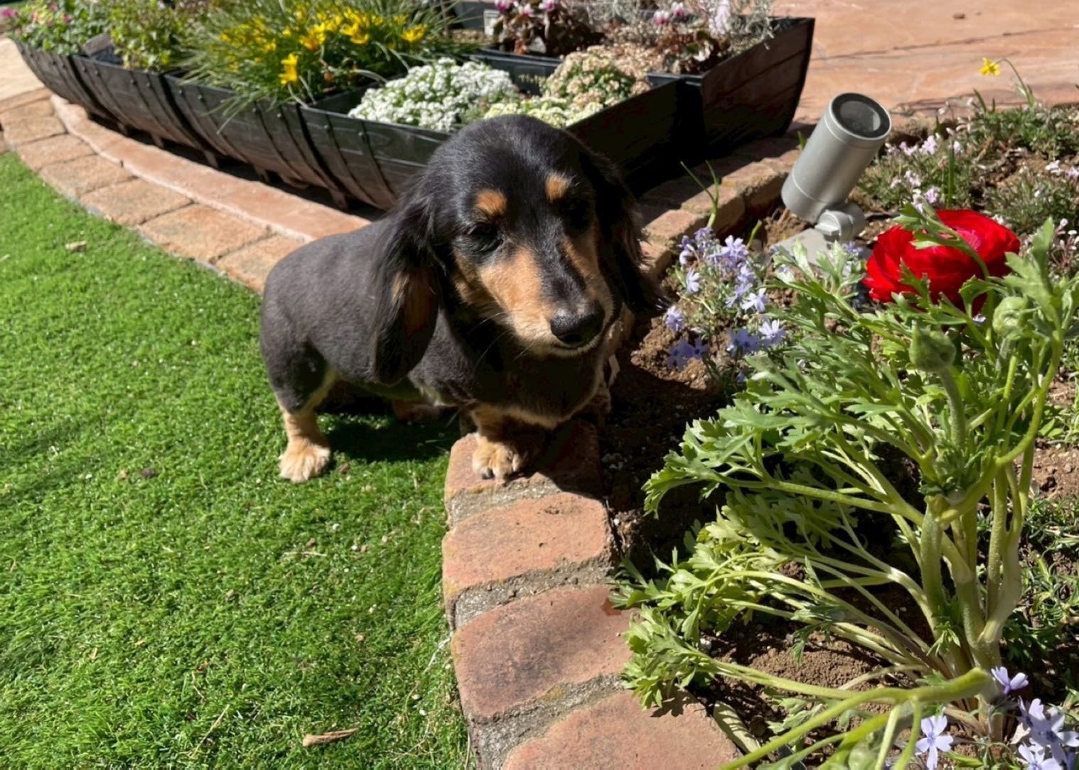 南国風ガーデン×和の坪庭｜ペットOKの撮影空間の写真11