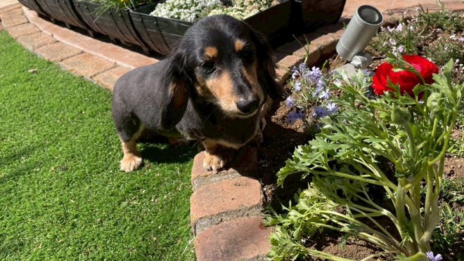 南国風ガーデン×和の坪庭|ペットOKの撮影空間の写真11