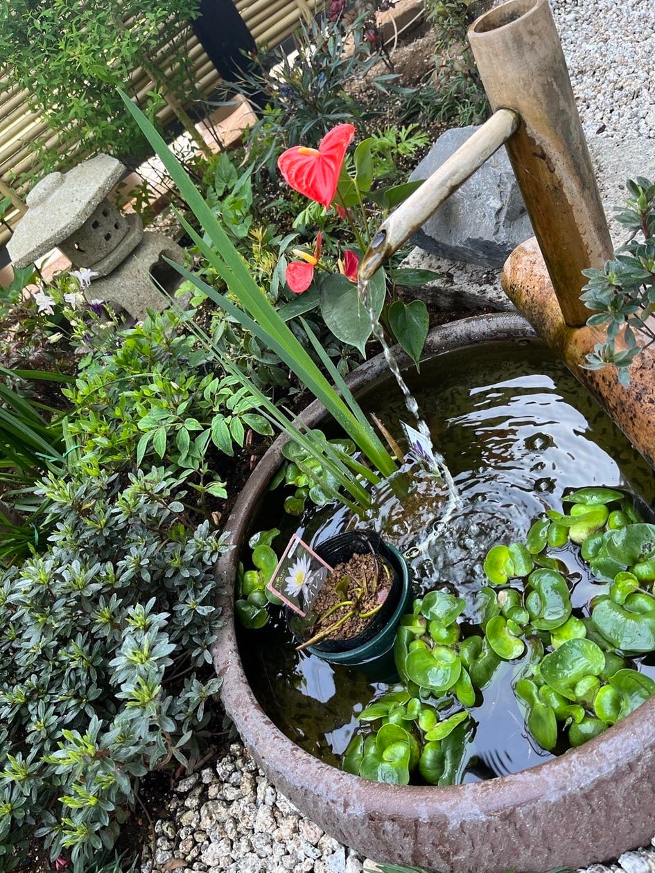 南国風ガーデン×和の坪庭｜ペットOKの撮影空間の写真12