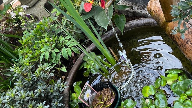 南国風ガーデン×和の坪庭|ペットOKの撮影空間の写真12