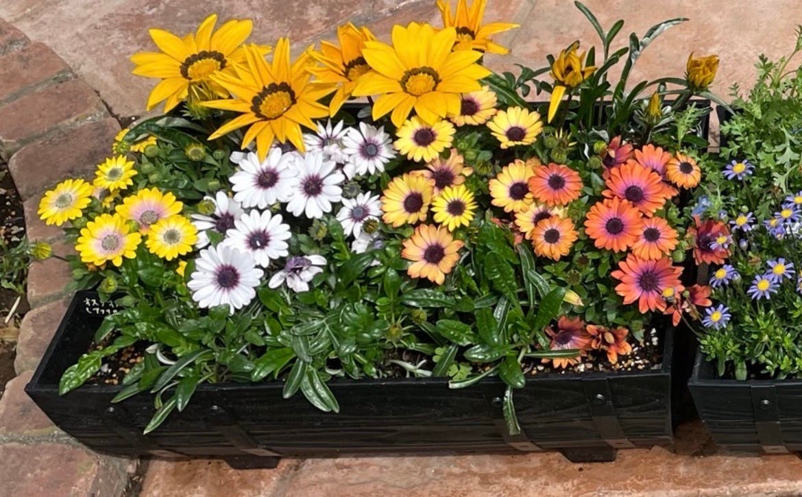 南国風ガーデン×和の坪庭｜ペットOKの撮影空間の写真13