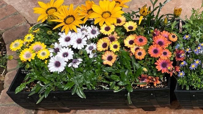 南国風ガーデン×和の坪庭|ペットOKの撮影空間の写真13