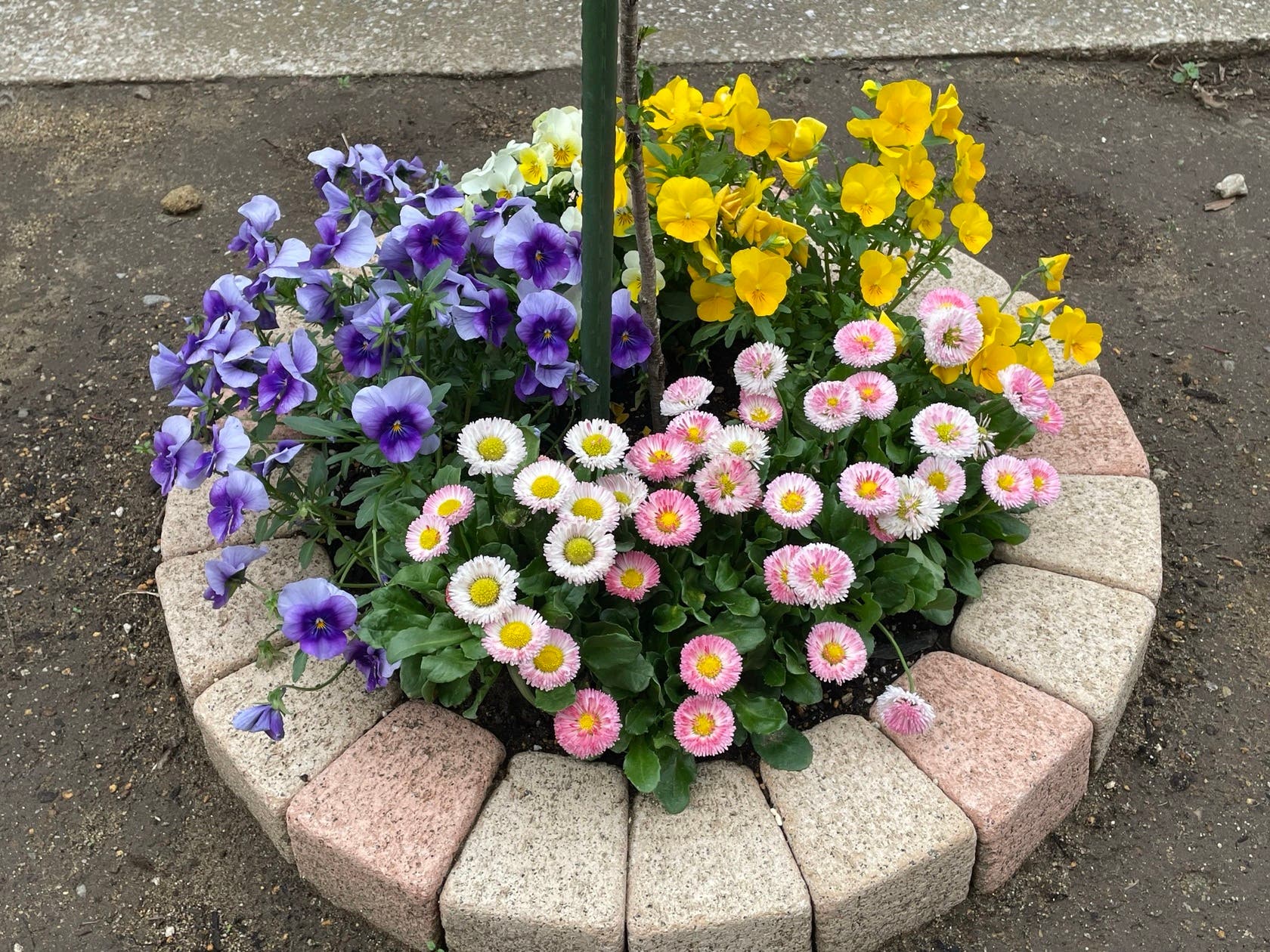 南国風ガーデン×和の坪庭｜ペットOKの撮影空間の写真14