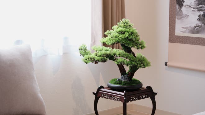 盆栽と掛け軸が迎える畳×ソファの和空間|市ヶ谷5分|最大24名・パーティー/撮影/会議の写真7