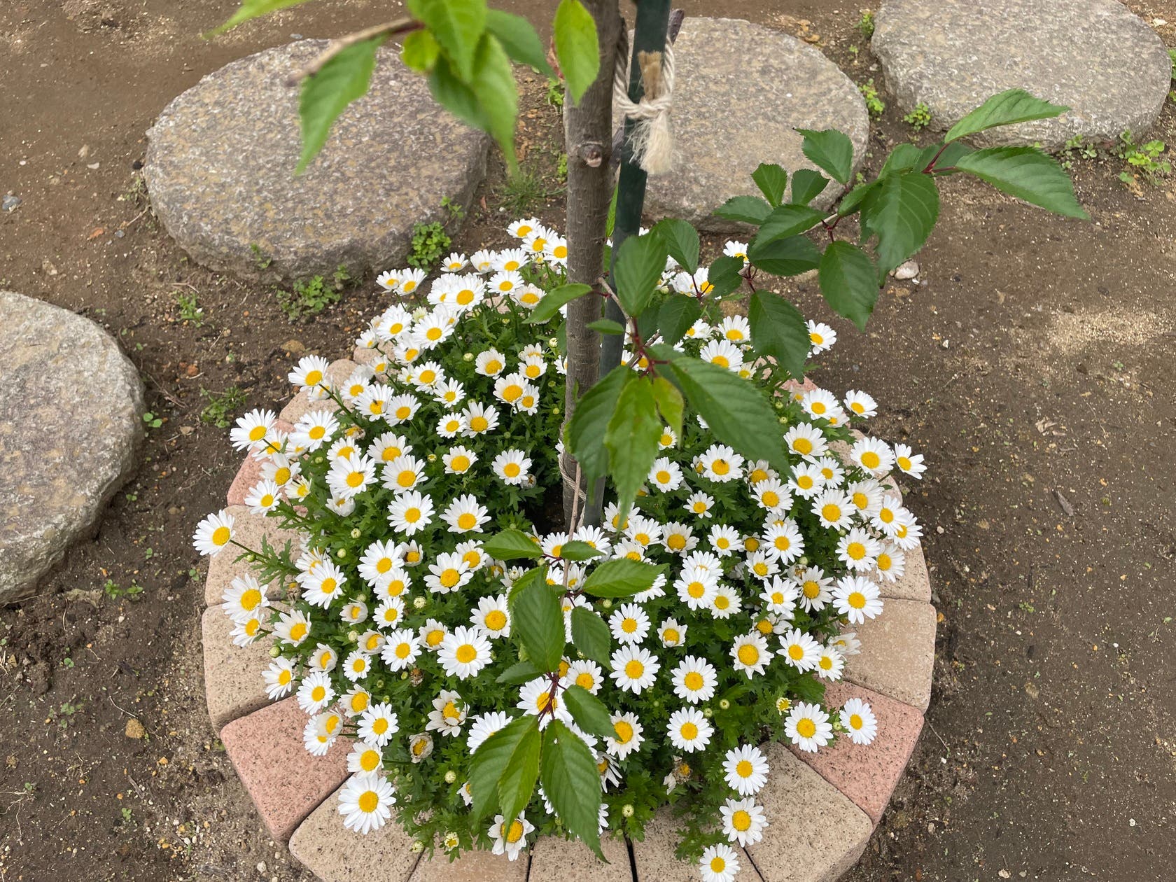 南国風ガーデン×和の坪庭｜ペットOKの撮影空間の写真15