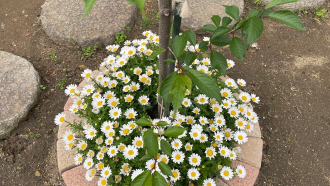 南国風ガーデン×和の坪庭|ペットOKの撮影空間の写真15