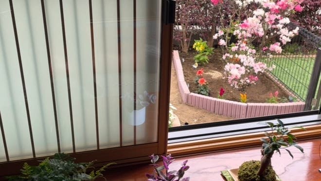 南国風ガーデン×和の坪庭|ペットOKの撮影空間の写真16