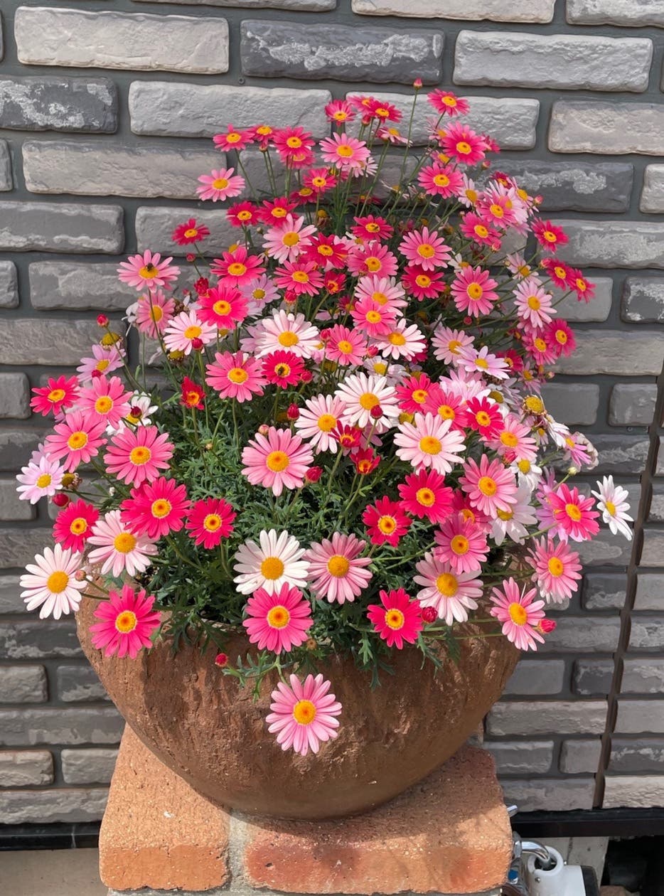 南国風ガーデン×和の坪庭｜ペットOKの撮影空間の写真20