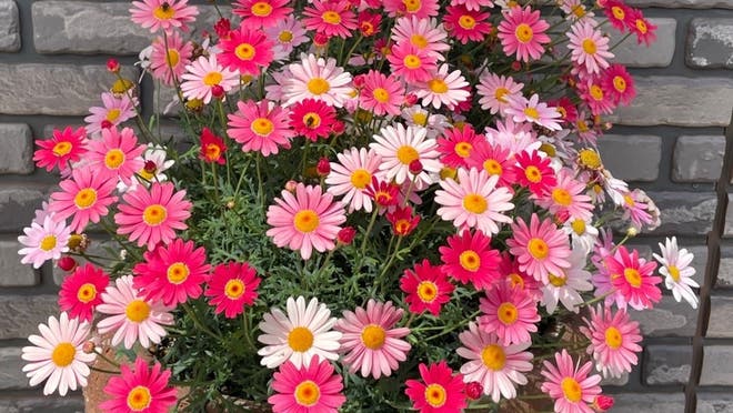 南国風ガーデン×和の坪庭|ペットOKの撮影空間の写真20