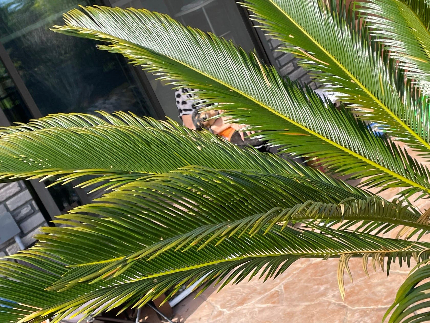 南国風ガーデン×和の坪庭｜ペットOKの撮影空間の写真21