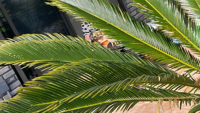 南国風ガーデン×和の坪庭|ペットOKの撮影空間の写真21