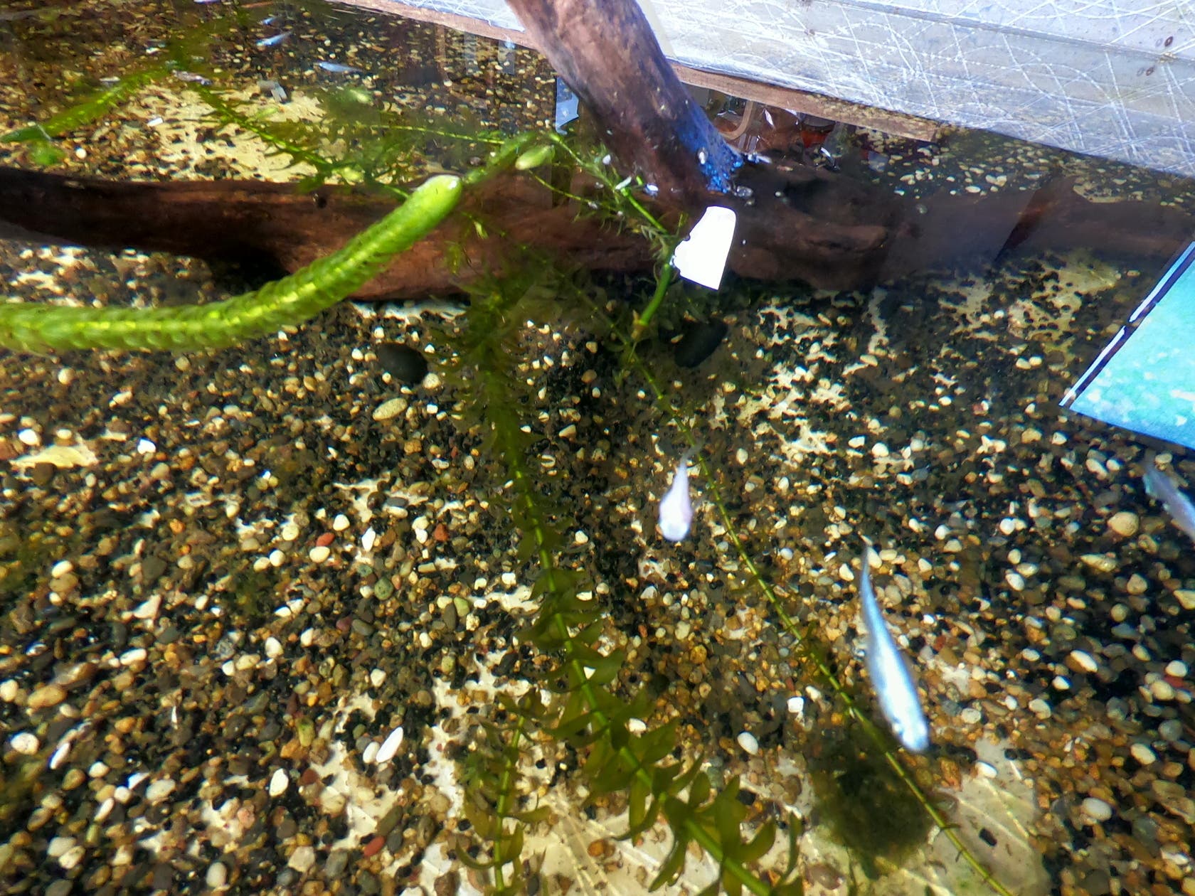 CO-WORKING、女子会、食事会、お茶会、ボドゲ、コスプレ、イベント✨ATELIER LANIAKEA✨の写真10