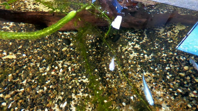 CO-WORKING、女子会、食事会、お茶会、ボドゲ、コスプレ、イベント✨ATELIER LANIAKEA✨の写真10