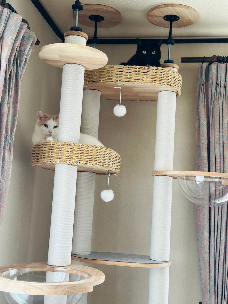 広々な和室！ 猫とも触れ合える！の写真10