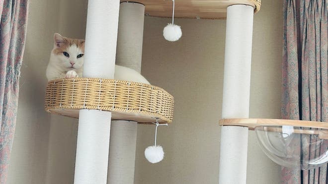 広々な和室! 猫とも触れ合える!の写真10