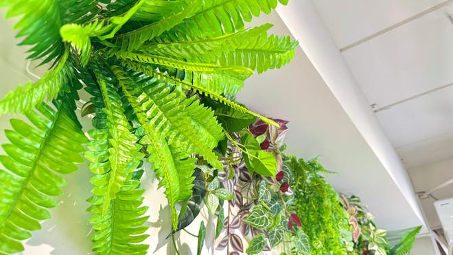 New Open!✨上野エリア・入谷駅3分🌿グリーン溢れる癒し空間🍃推し活💖女子会🥂ママ友会☕️75型TV📺撮影📷の写真13