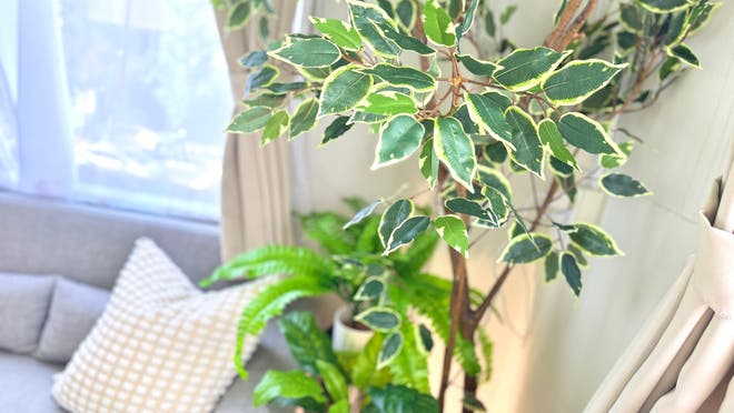 New Open!✨上野エリア・入谷駅3分🌿グリーン溢れる癒し空間🍃推し活💖女子会🥂ママ友会☕️75型TV📺撮影📷の写真18