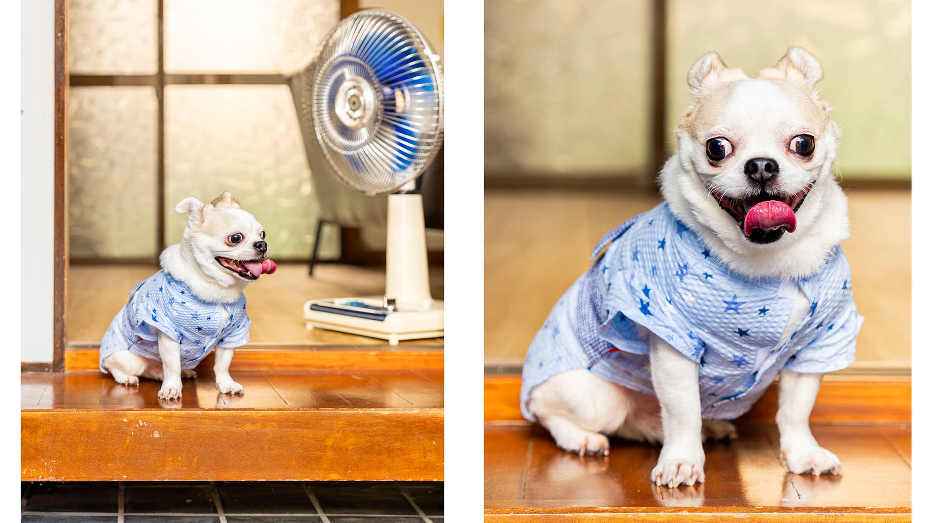 【西小山駅徒歩5分　ペット可能スペース有🐶ガレージ有・搬入便利✨コスプレOK】昭和レトロなシーンが撮れる古民家スタジオの写真3