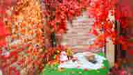 本所吾妻橋駅徒歩6分の可愛いレンタルスペース紅葉🍁ぶどう🍇ピンクの薔薇と猫のお部屋🐈⬛ポレート撮影🤍コスプレ🤍推し活の写真2