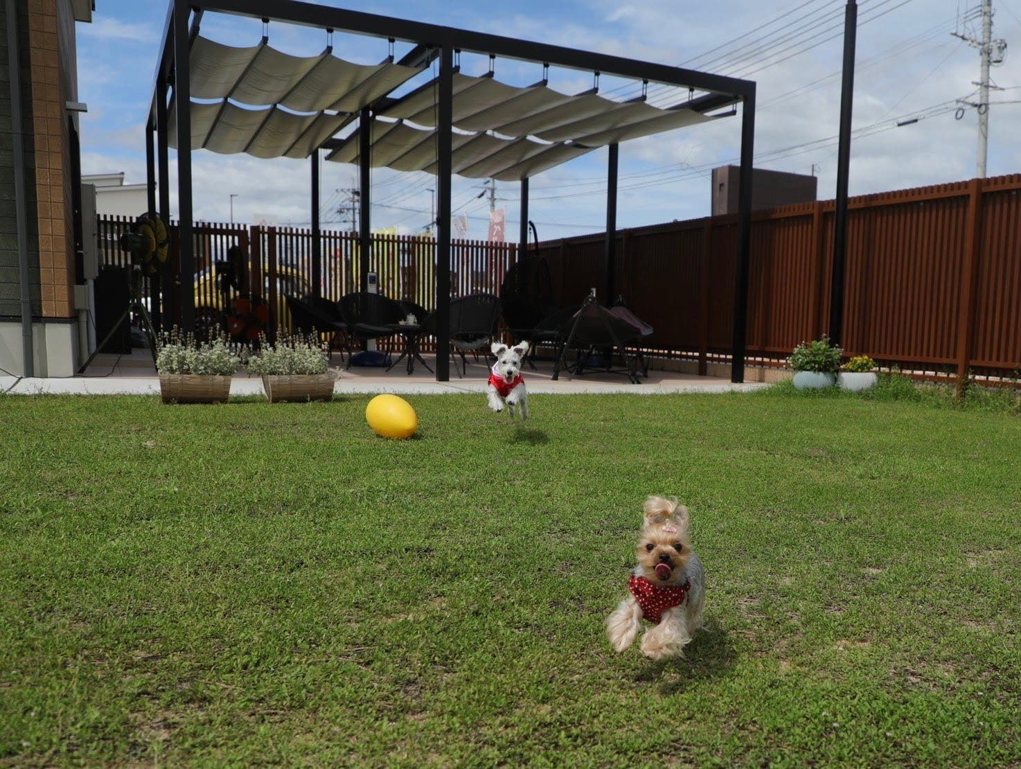  愛犬と過ごせる100坪貸切ドッグラン＆カフェの写真2
