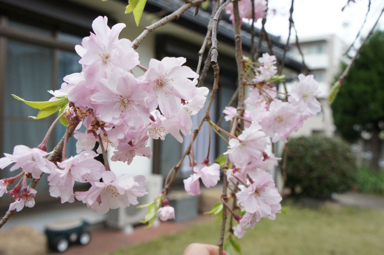 リノベーションを施したリビングダイニング　ハウススタジオとして好評！（OPでキッチン使用可）の写真25