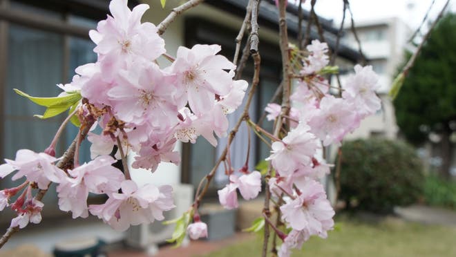 リノベーションを施したリビングダイニング ハウススタジオとして好評!(OPでキッチン使用可)の写真25