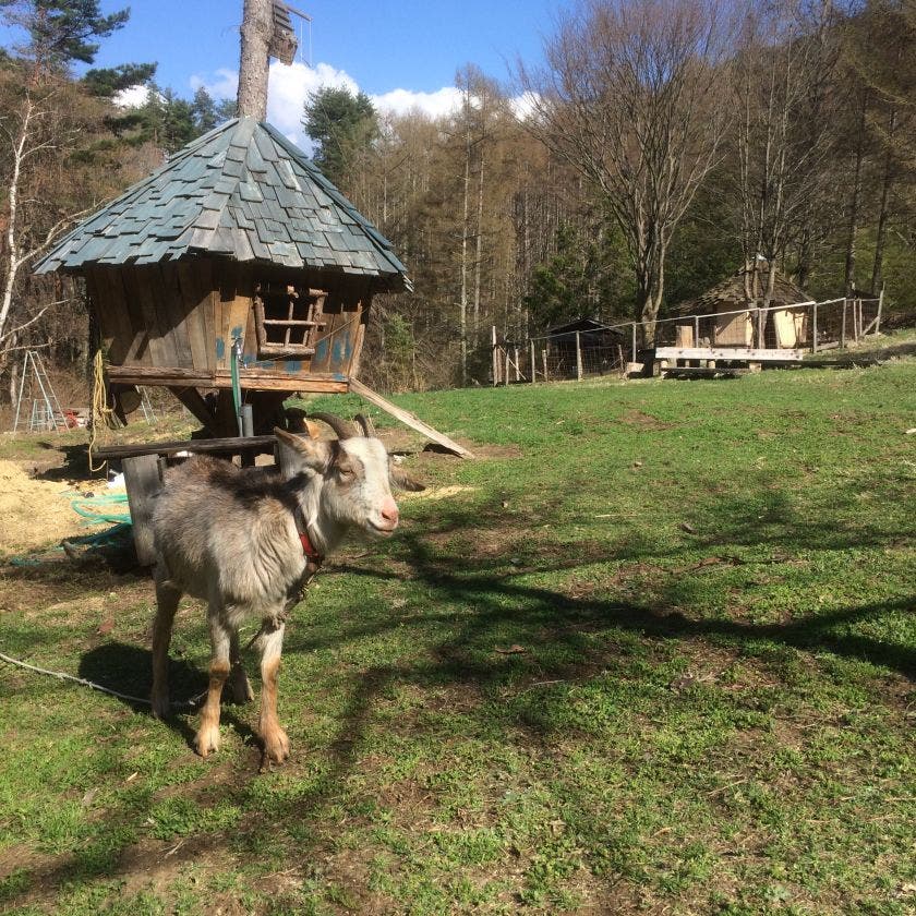標高1,000メートル、森の中の小さな山小屋mokkiの写真25
