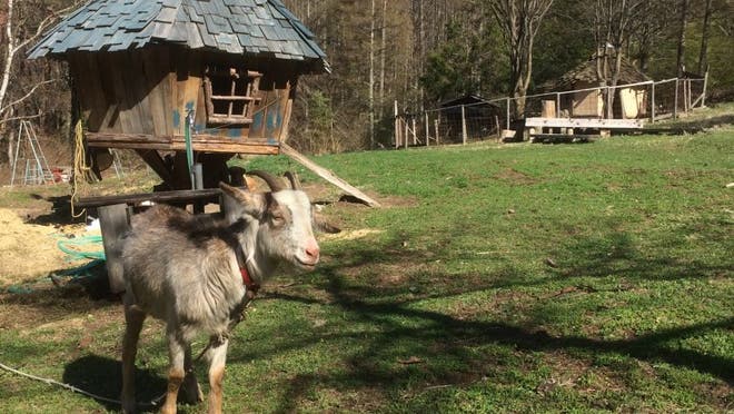 標高1,000メートル、森の中の小さな山小屋mokkiの写真25