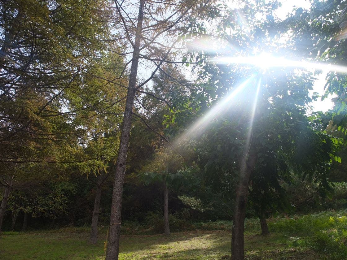 標高1,000メートル、森の中の小さな山小屋mokkiの写真32