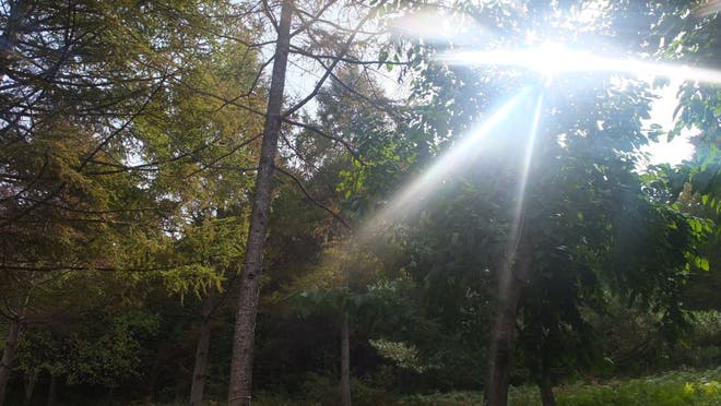 標高1,000メートル、森の中の小さな山小屋mokkiの写真32