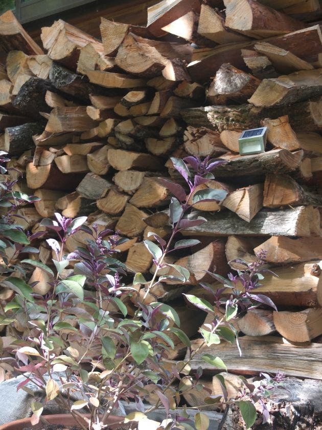 標高1,000メートル、森の中の小さな山小屋mokkiの写真33