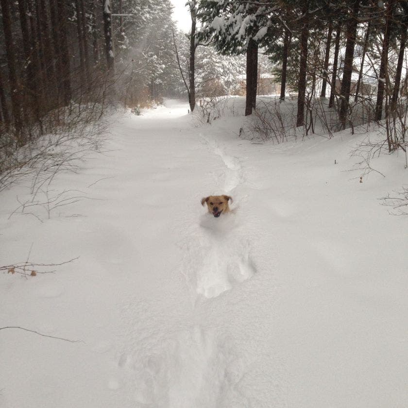 標高1,000メートル、森の中の小さな山小屋mokkiの写真43