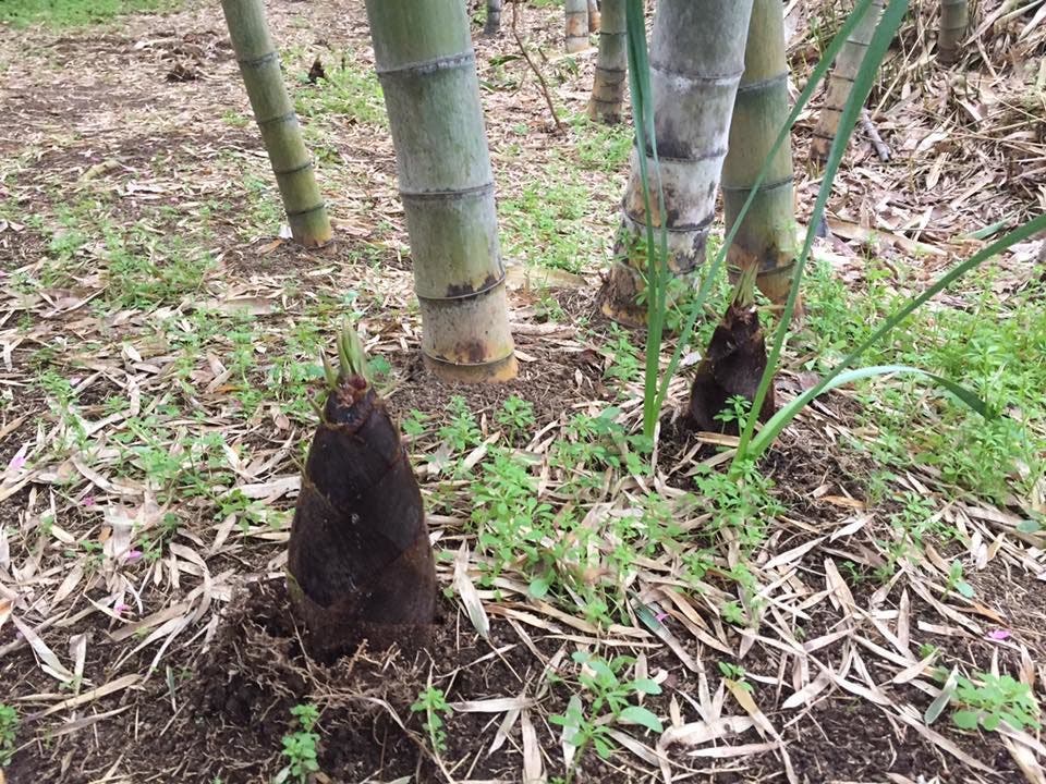 【湘南・三浦】築90年の古民家。夏を感じる海沿いスペース　夕日が綺麗な海辺まで徒歩1分！の写真18