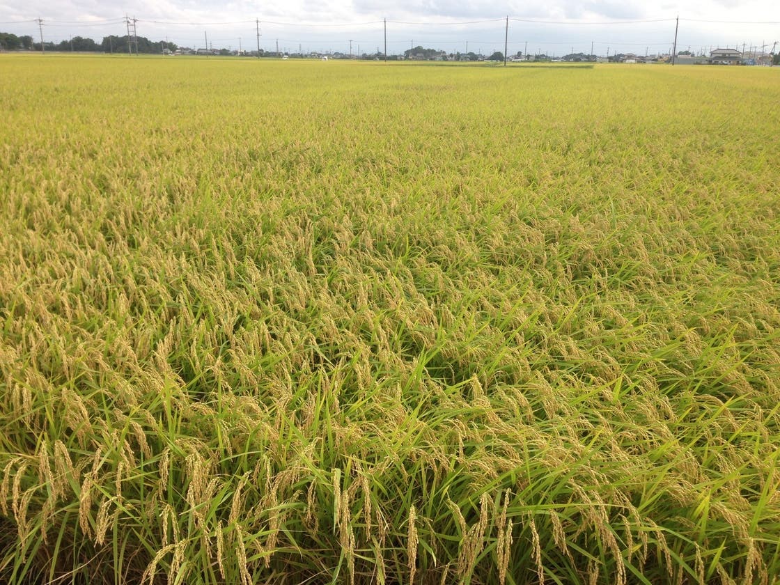  Art Village SATTE の写真14