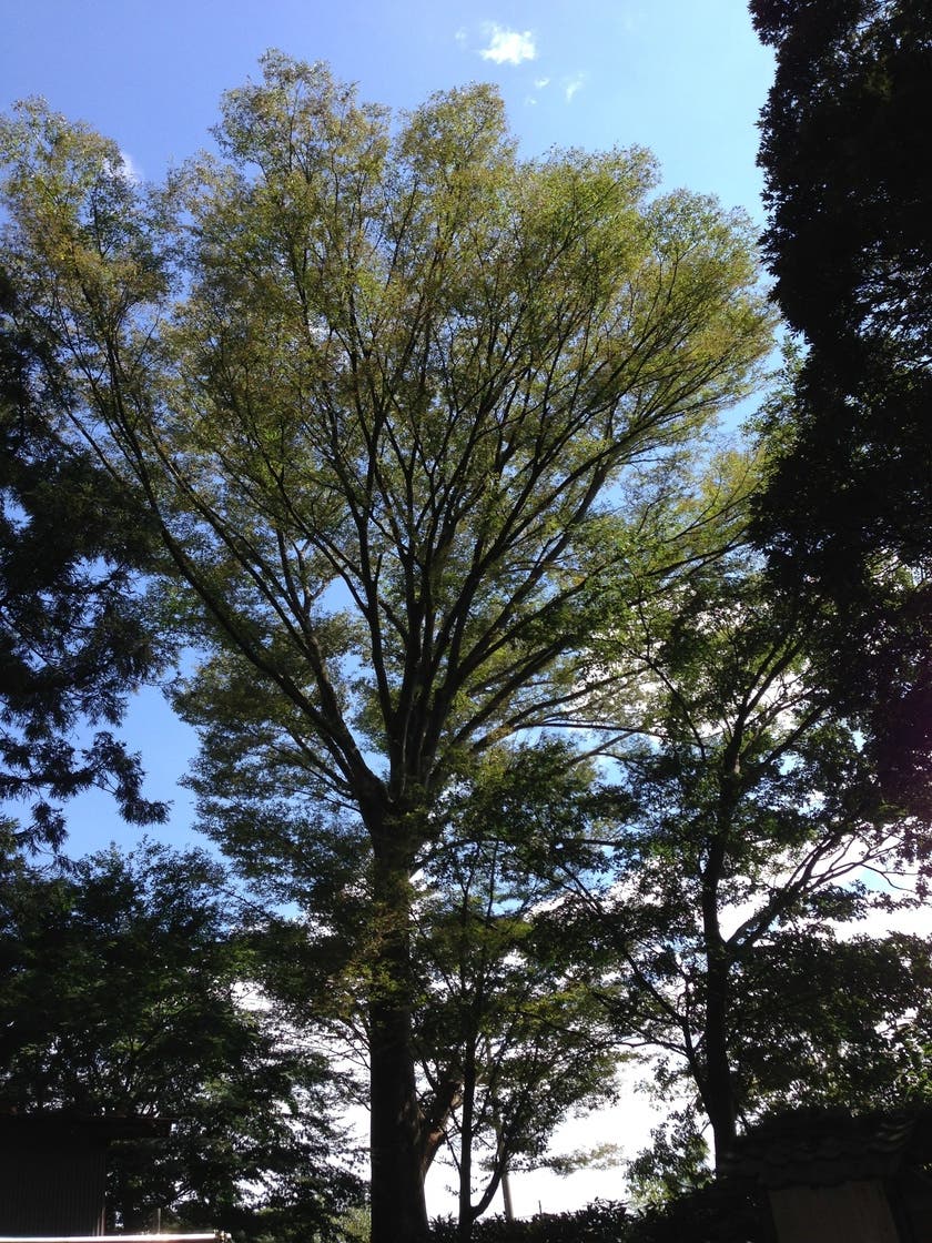  Art Village SATTE の写真15