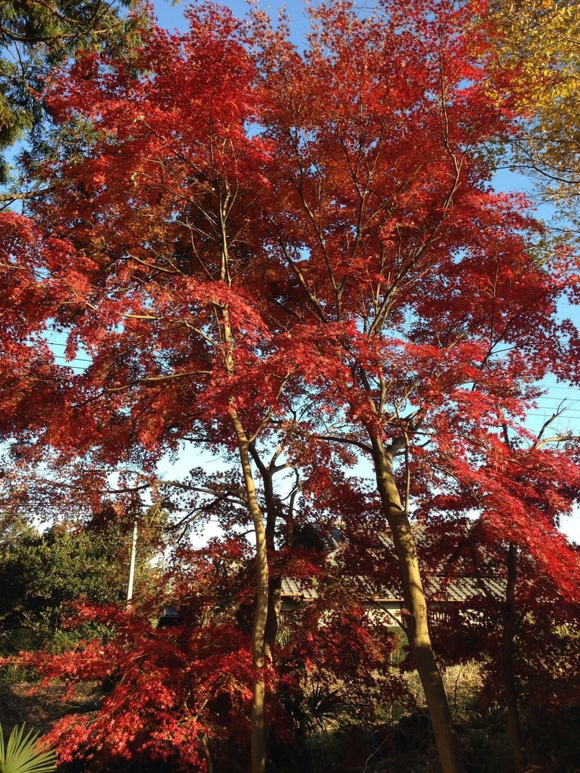  Art Village SATTE の写真16