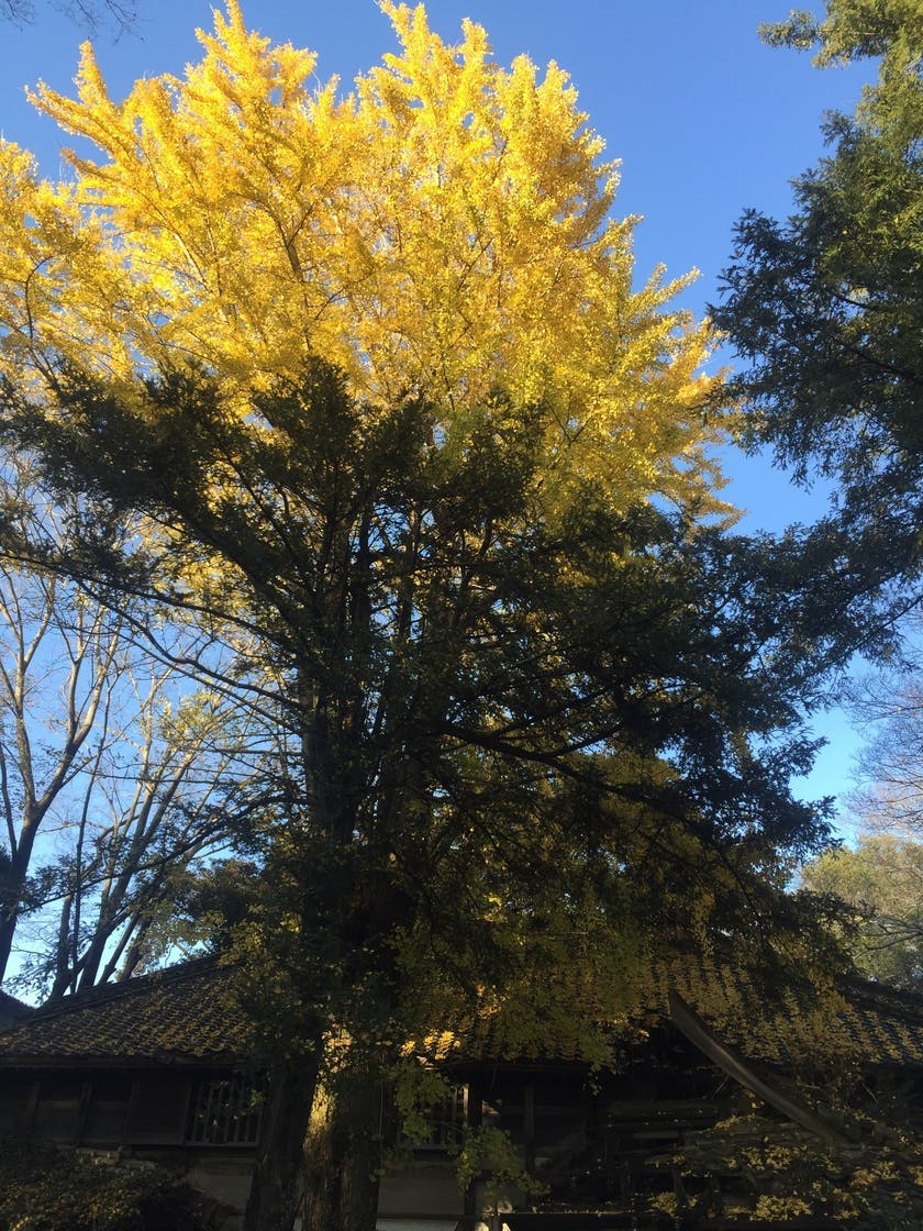  Art Village SATTE の写真19