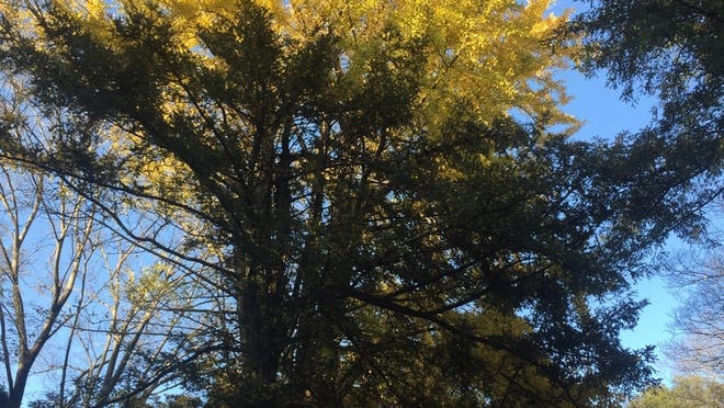 Art Village SATTE の写真19