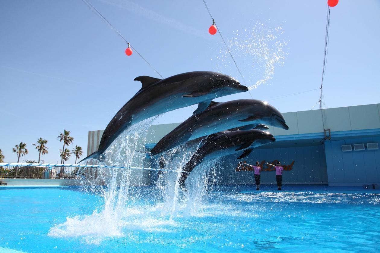 南知多ビーチランド&南知多おもちゃ王国　【12月～2月限定】の写真2