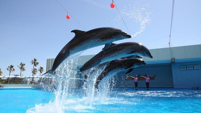 南知多ビーチランド&南知多おもちゃ王国 【12月~2月限定】の写真2