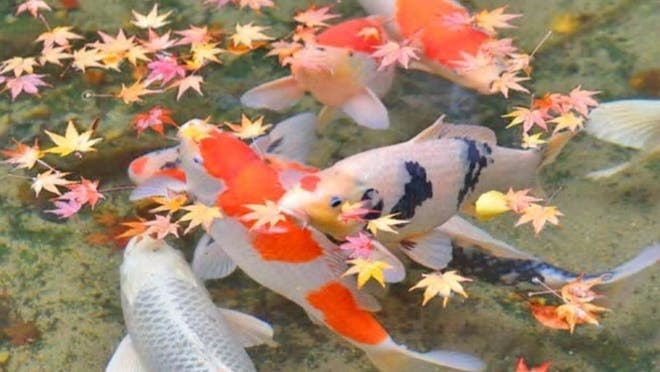 ※ロケハン予約専用【七五三、コスプレ、古民家、マンション】飯田屋【都心から20分、竹林を抜けると別世界。四季折々の花々がお迎えの写真22