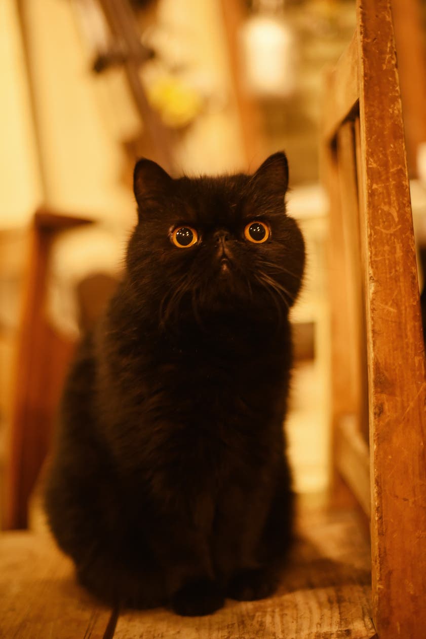 《中央線•阿佐ヶ谷》⛄️❄️レトロアンティーク❄️⛄️☕️カフェで撮影！コスプレYouTube撮影に！の写真21