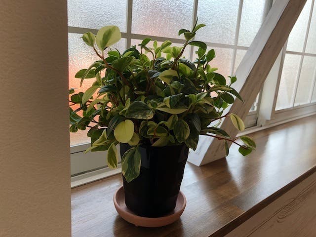 【ＰＥＰＥ ＨＯＵＳＥ】鳩ヶ谷エリア☆スキップシティ近く お子様連れのママ会♪レッスン♪ミーティングなどにの写真14