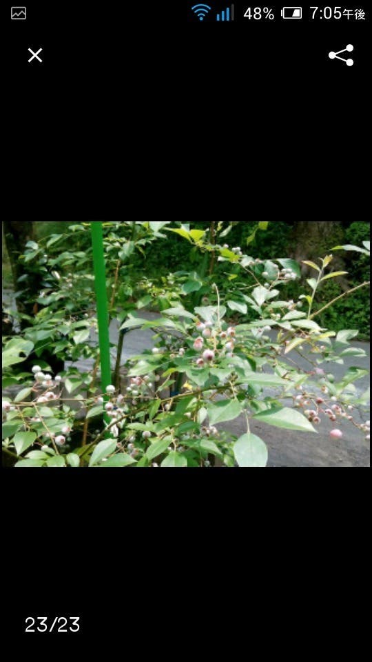 人気の黒川温泉の岩風呂付き別荘をご自由にどうぞの写真6