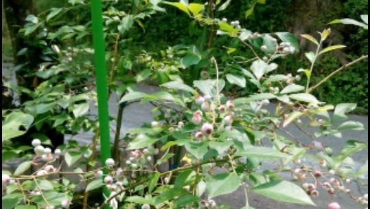 人気の黒川温泉の岩風呂付き別荘をご自由にどうぞの写真6