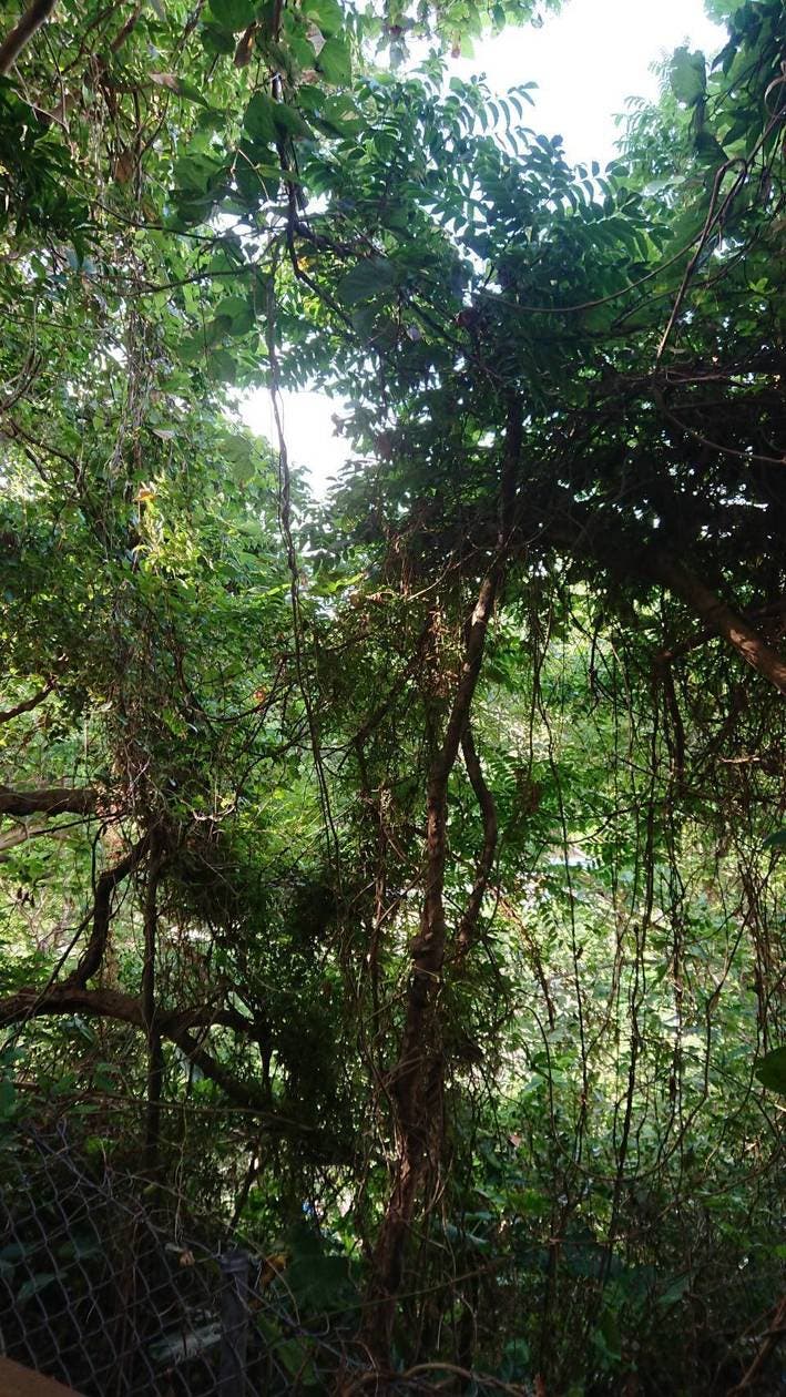 FOREST BIRD JUDOハウスの写真12