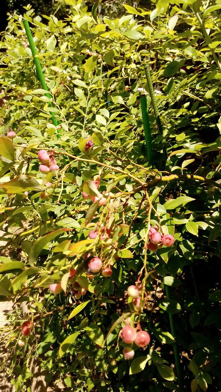 人気の黒川温泉の岩風呂付き別荘をご自由にどうぞの写真12