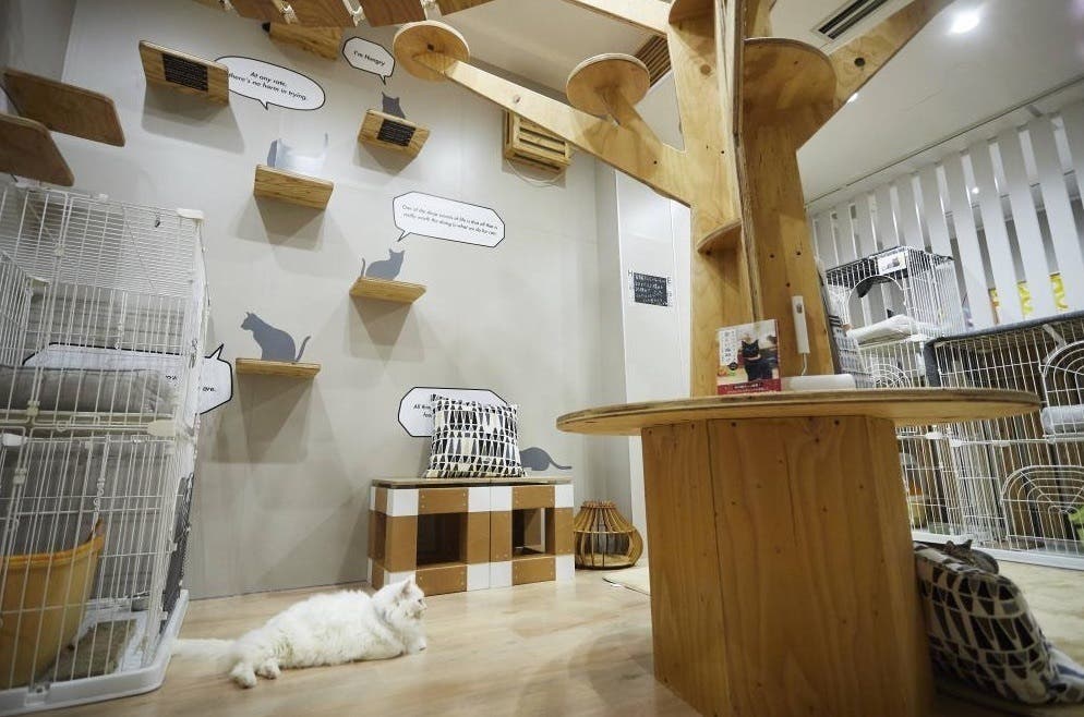 利用者さん全員！ネコビルスペシャル特割オプションの画像2