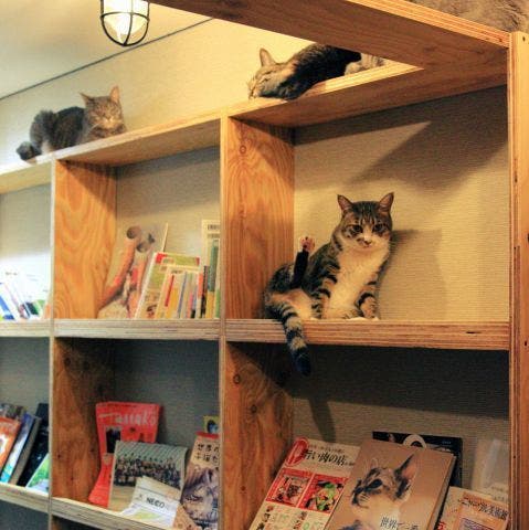 利用者さん全員！ネコビルスペシャル特割オプションの画像4