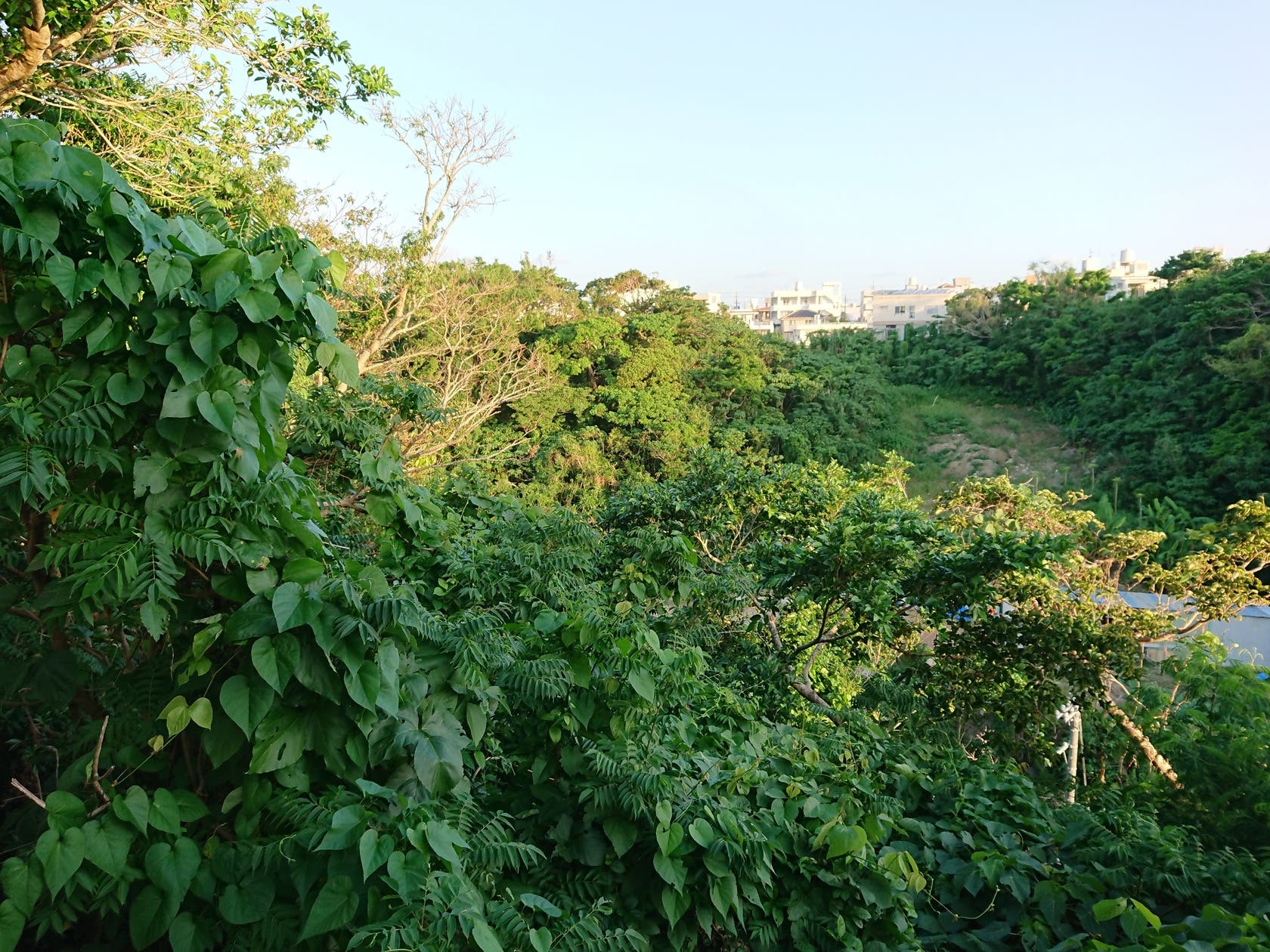 FOREST BIRD JUDOハウスの写真5